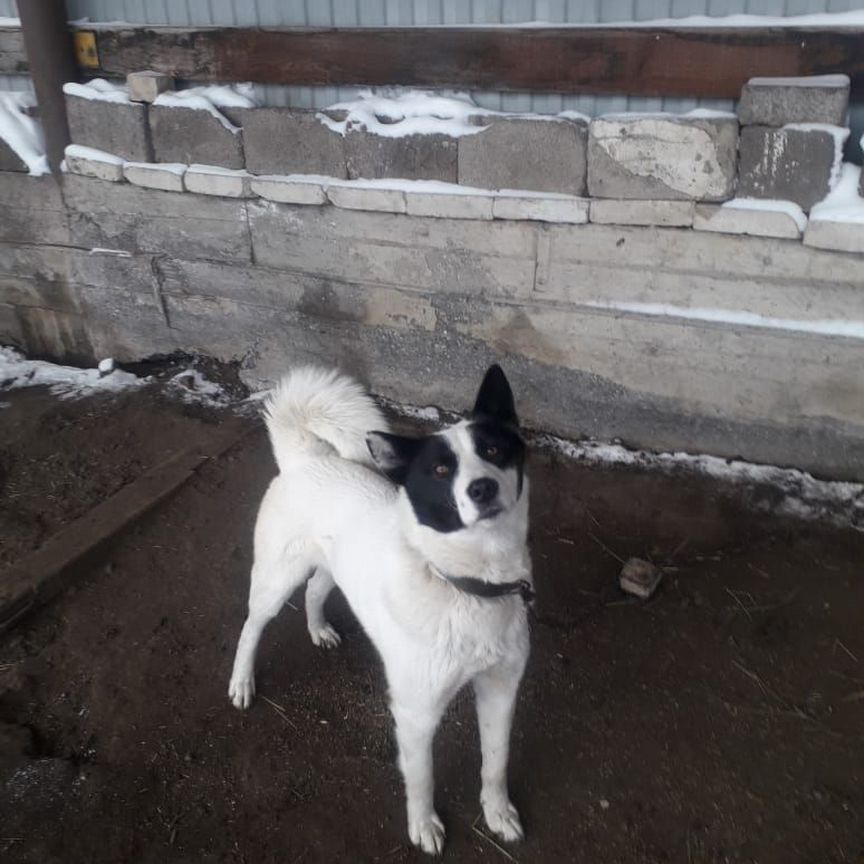 Восточник- рабочий, 3года