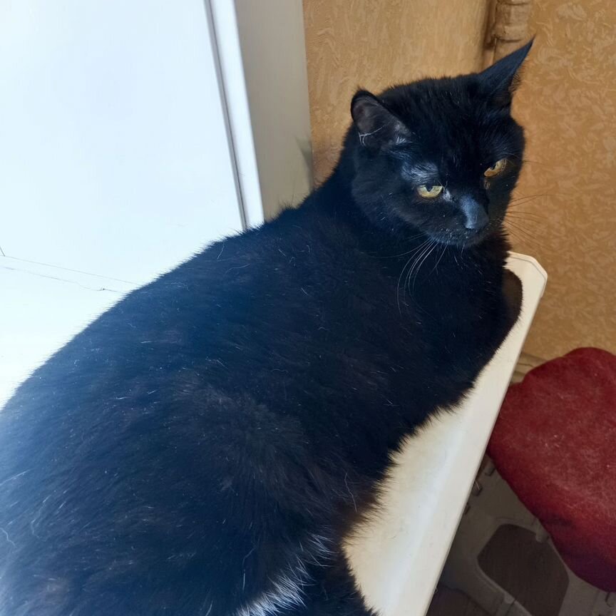 Отдам в добрые руки