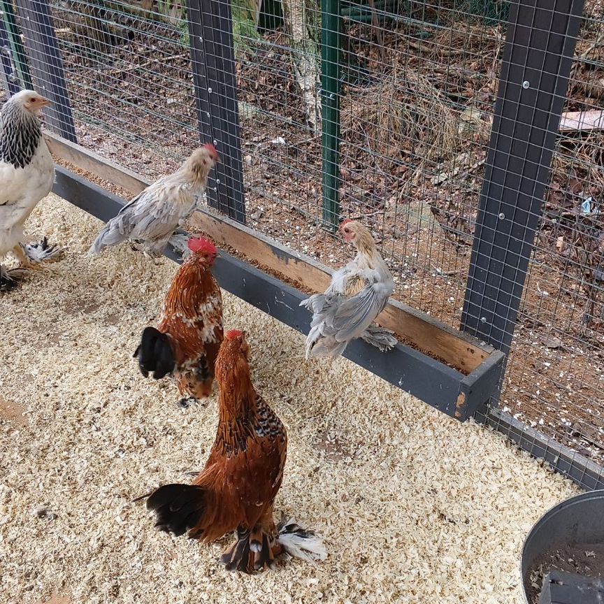 Петушки бентамки