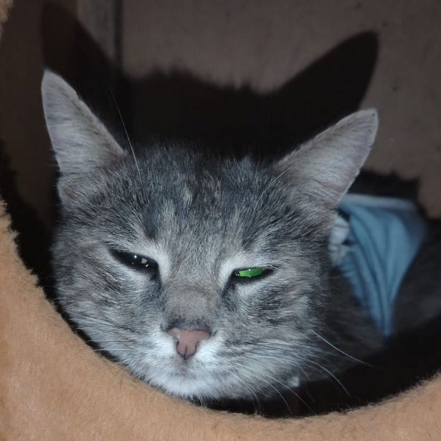 Взрослая кошка в добрые руки