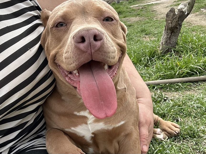 Американского булли щенки