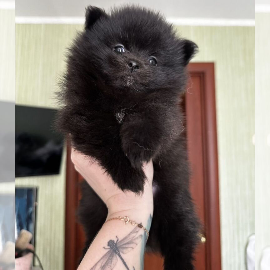 Померанский шпиц, щенок