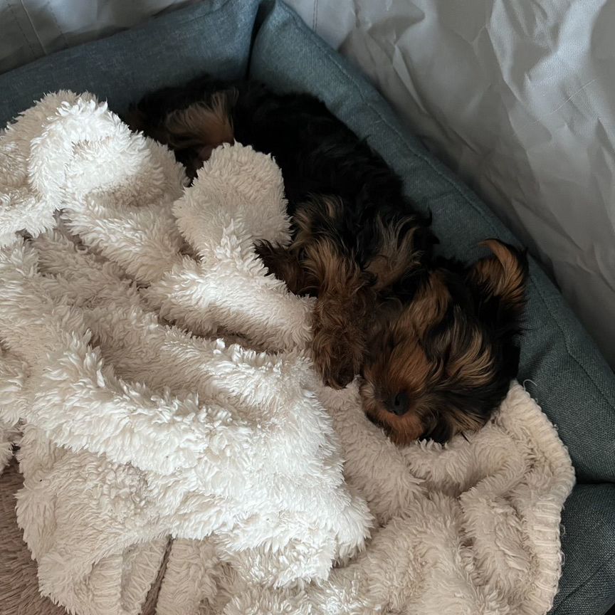 Йоркширский терьер