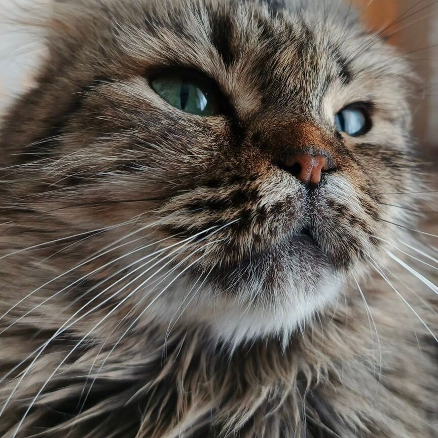 Кошка вислоухая