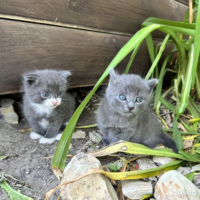 Четыре сладкие булочки