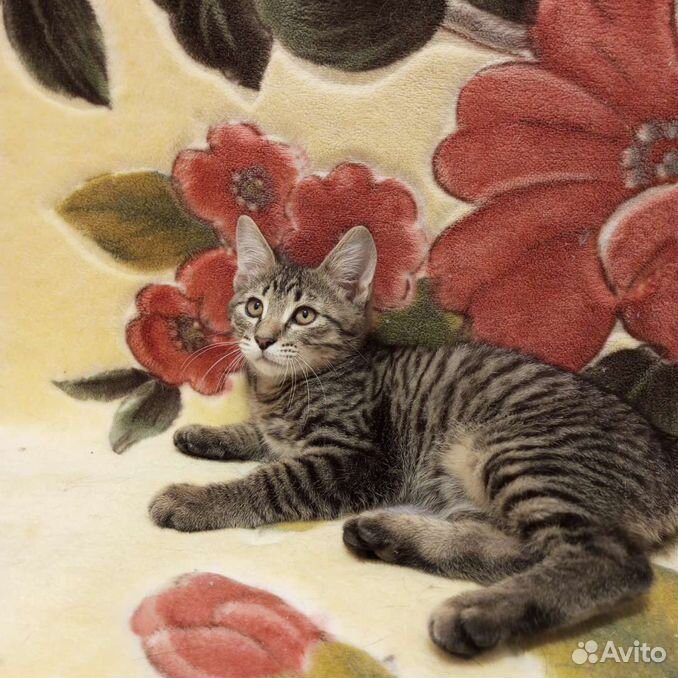 Котенок, мальчик, ответственному человеку