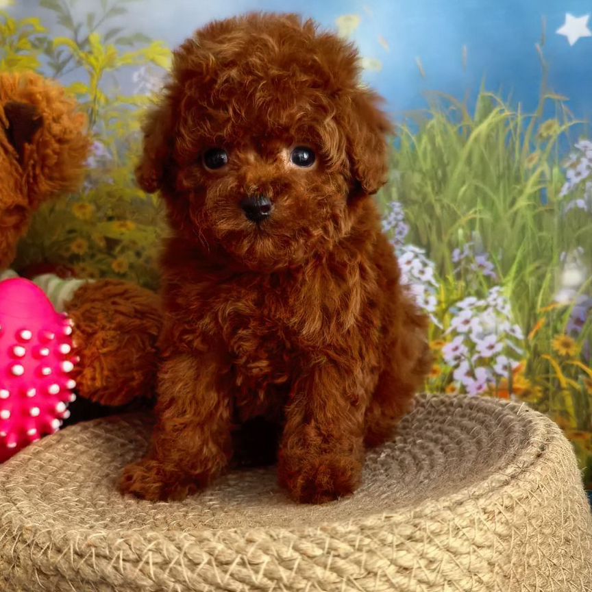 Той-пудель, щенок