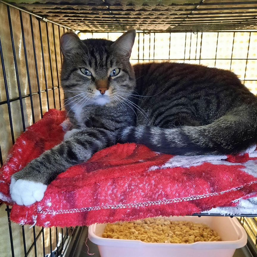 Взрослый кот в добрые руки