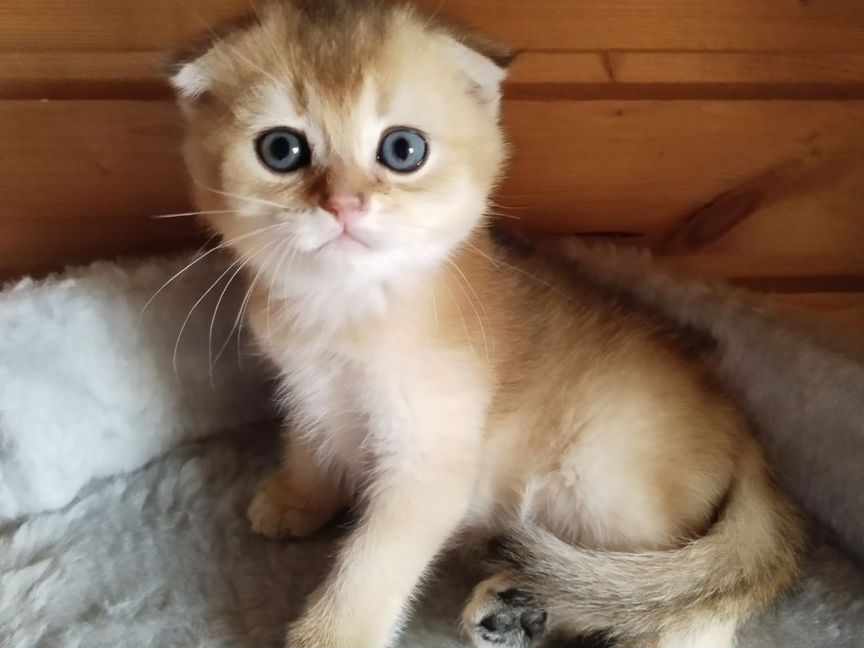 Шотландская золотая шиншилла