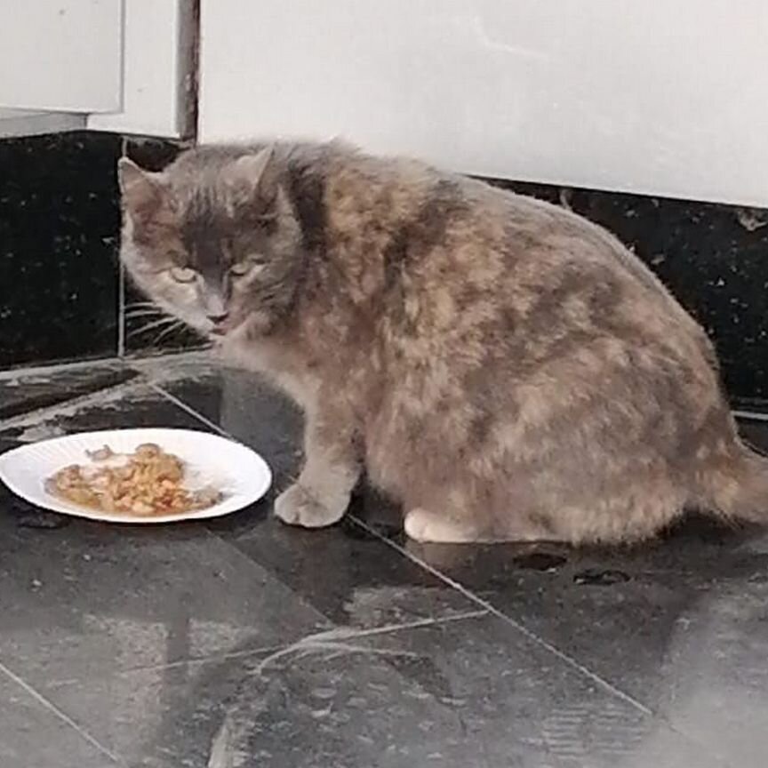 Котенька ищет дом