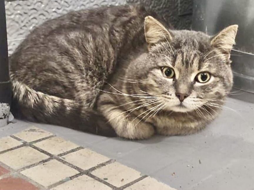 Котика предали бывшие хозяева. Ищет дом