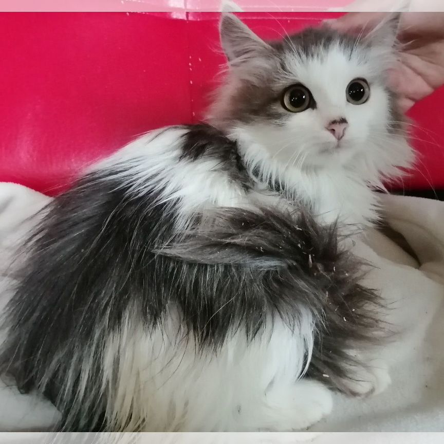 Котёнок в добрые руки