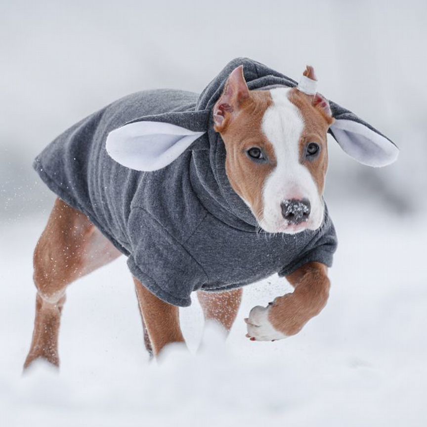 Американский стаффордширский терьер, щенок