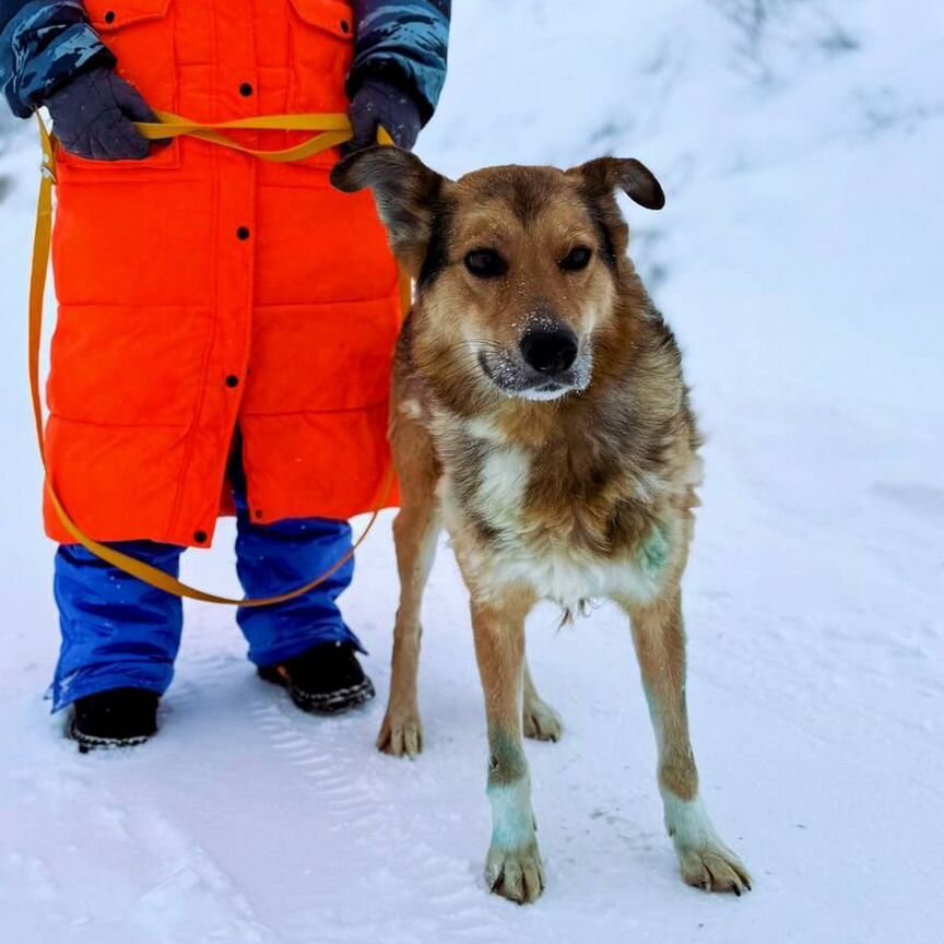 Взрослый пёс в добрые руки
