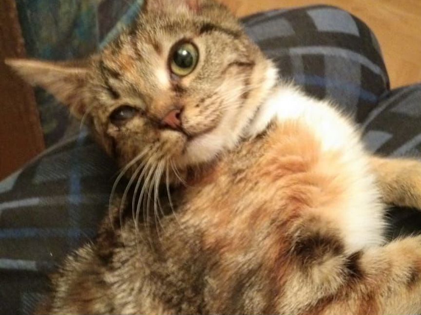 Кошечка