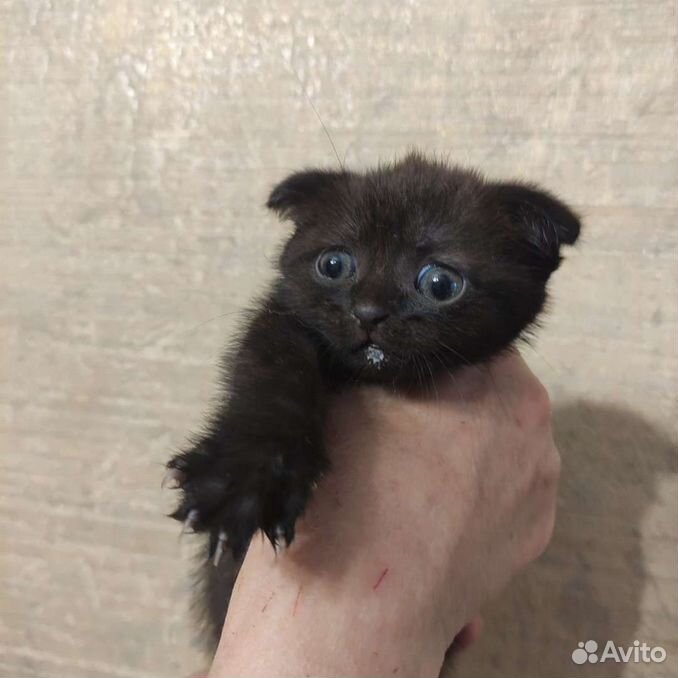 Котята необычного окраса, девочки, были выброшены