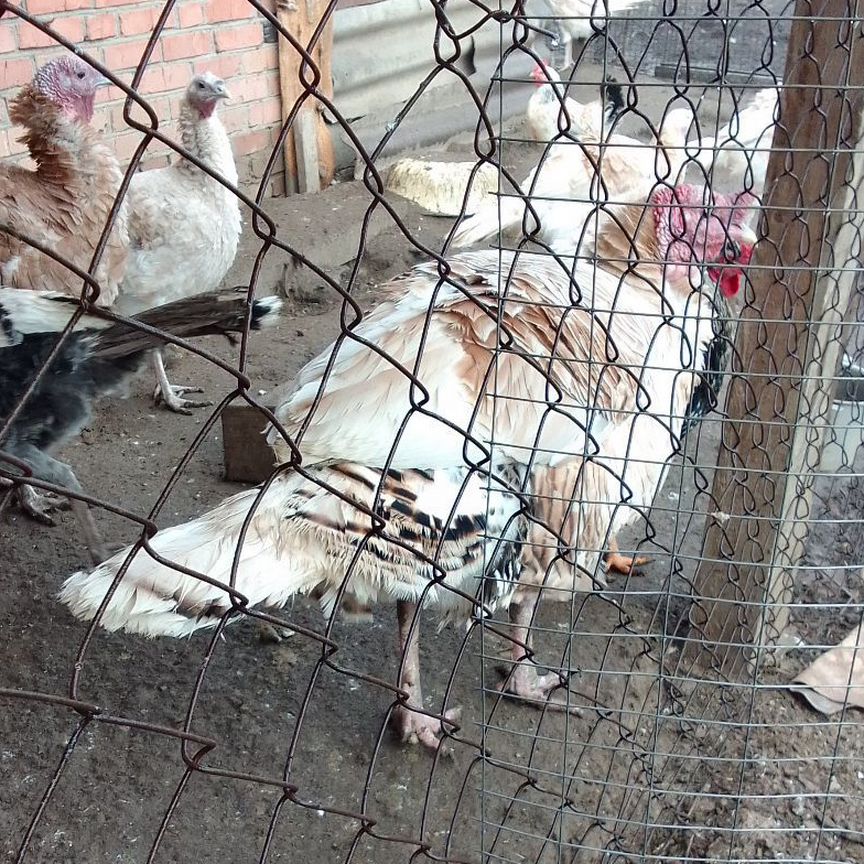 Индюк на племя