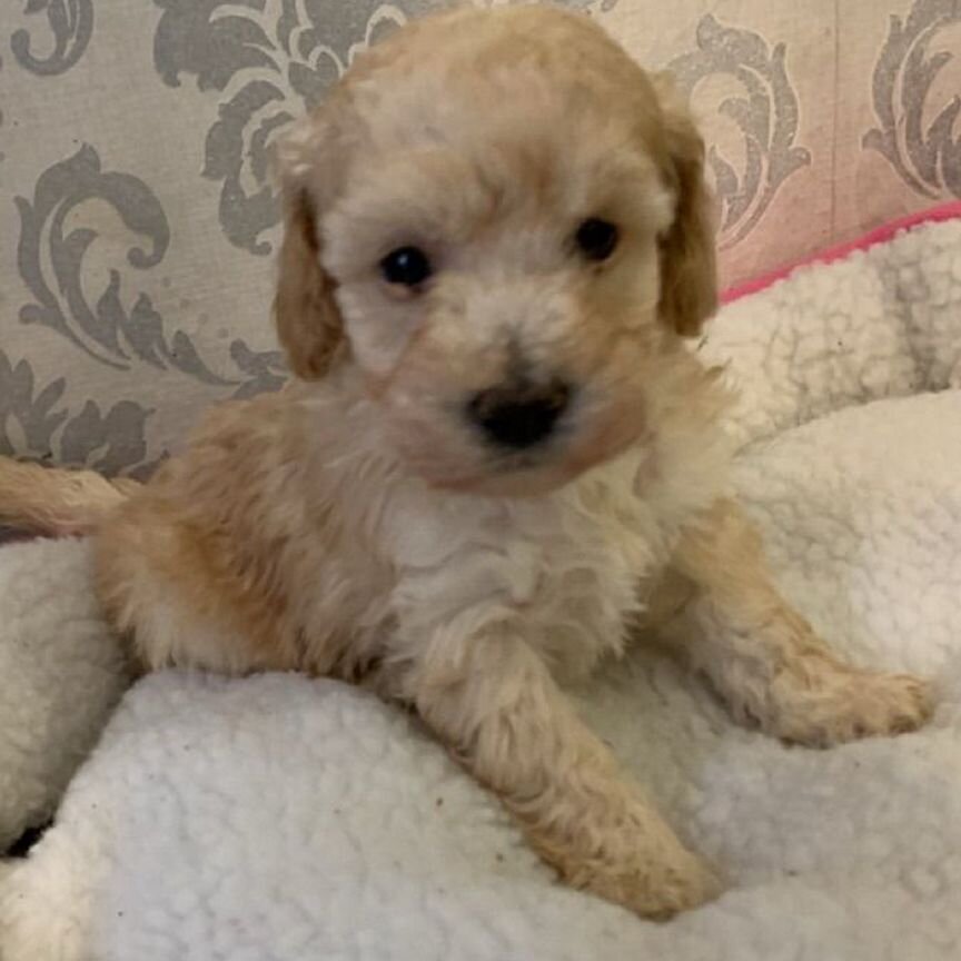 Той-пудель, щенок