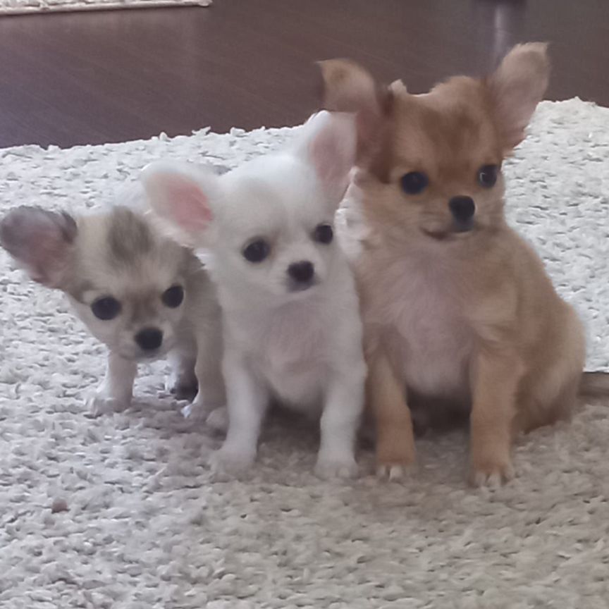 Щенки чихуахуа