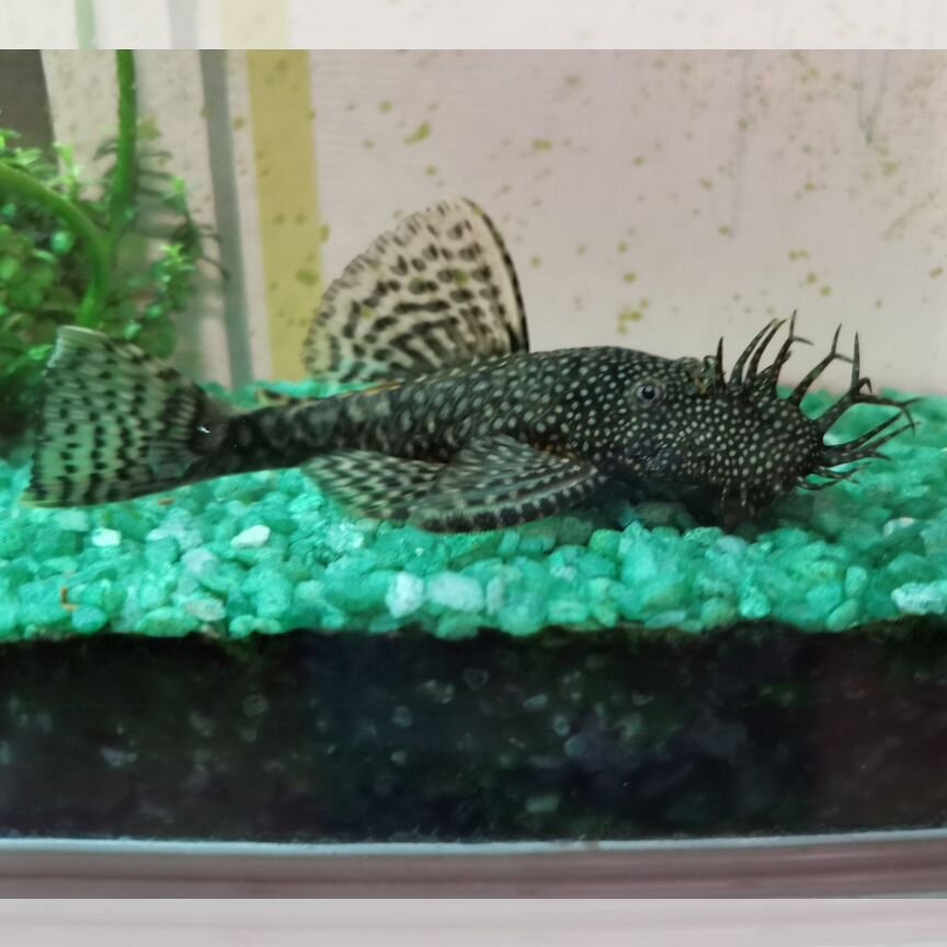 Сомики, неонки и данио рыбки для аквариума