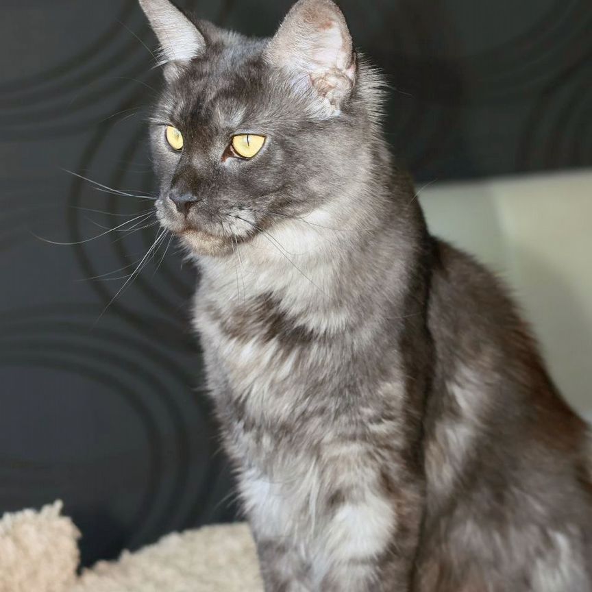 Мейн-кун взрослая кошка