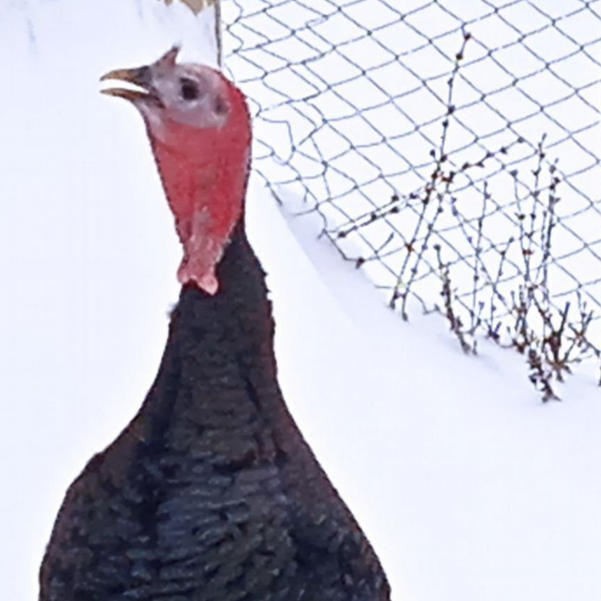 Индюк на племя