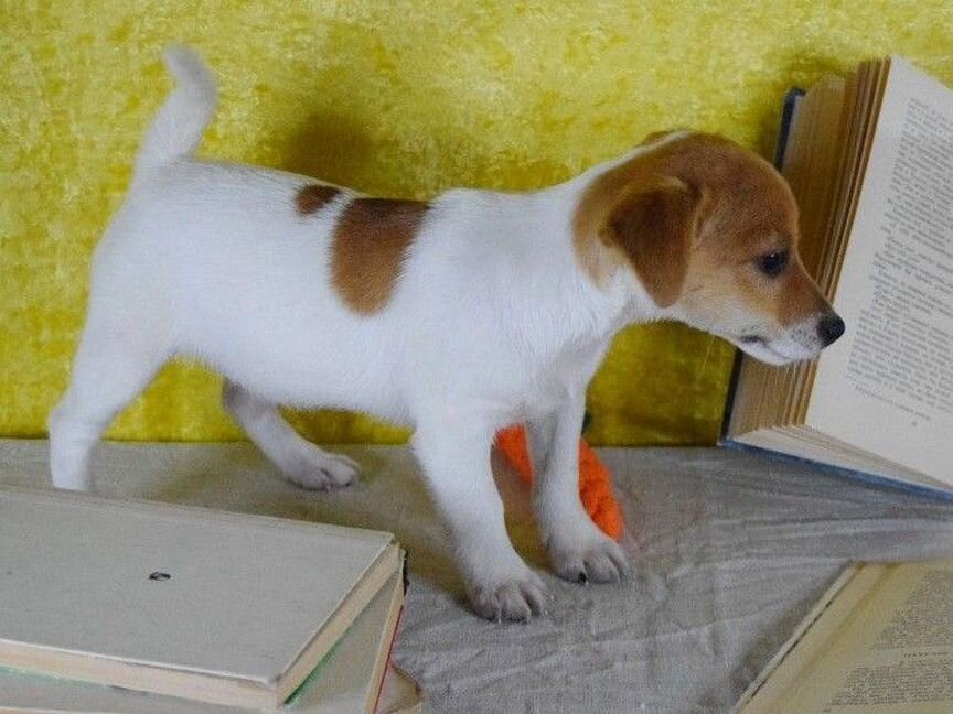 Щенки джек рассел терьер