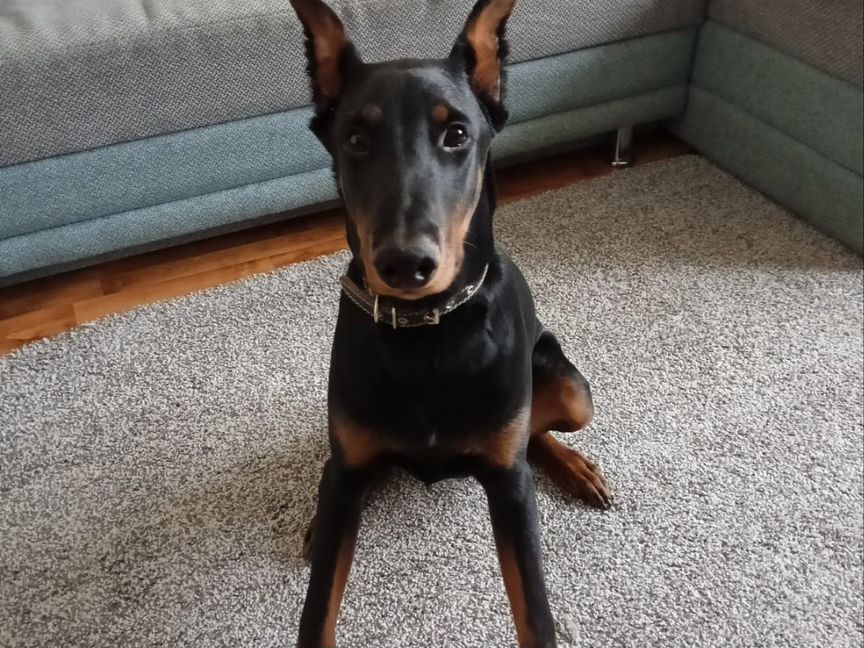 Щенки добермана мальчик