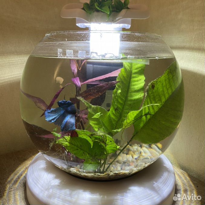 Аквариум круглый 7л (готовое решение)