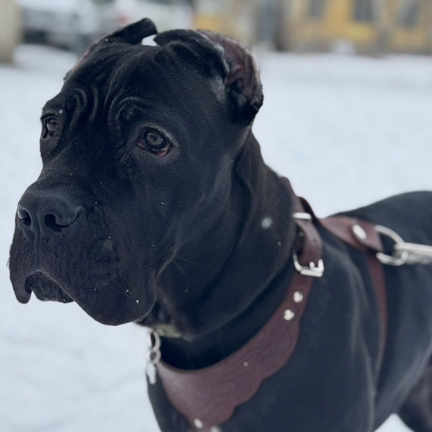 Кане-корсо, щенок