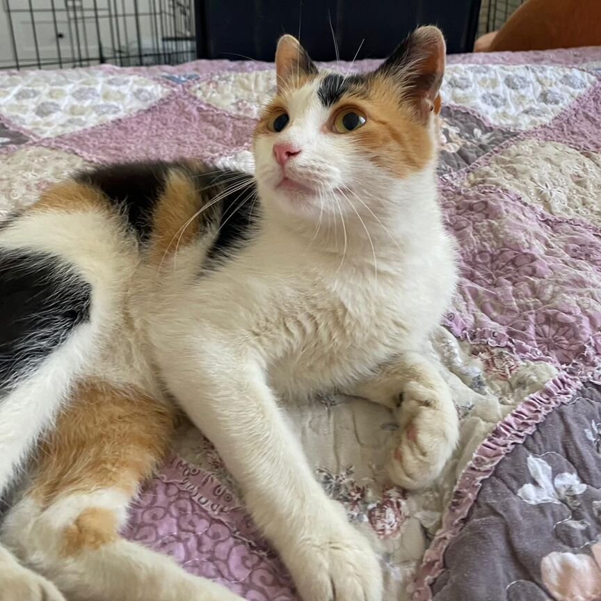 Ласковая трехцветка