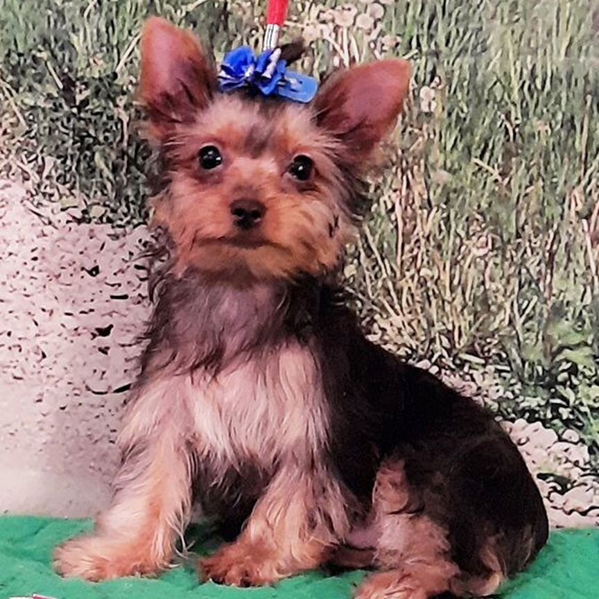 Йоркширский терьер, щенок