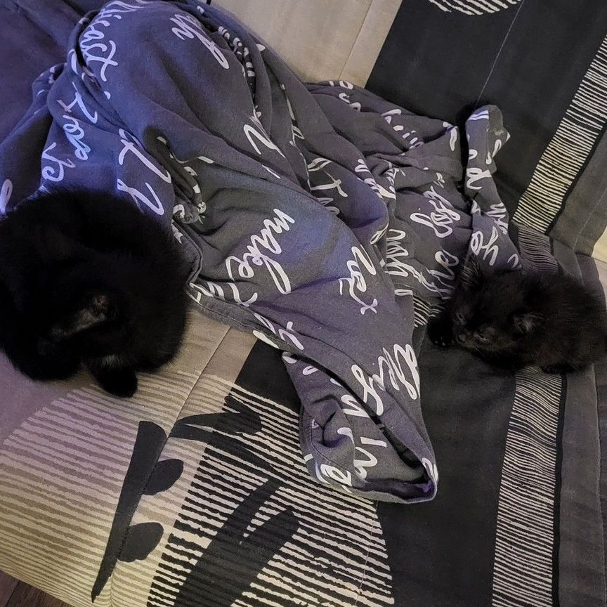 Черные котята отдам бесплатно