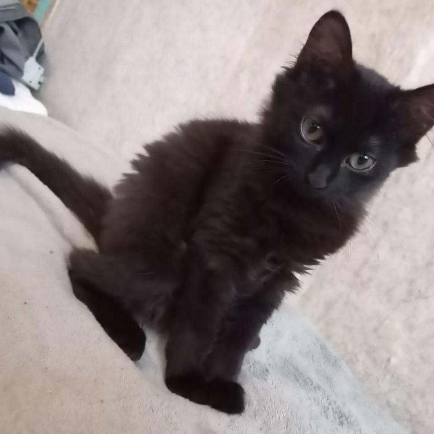 Котята ищут добрые руки