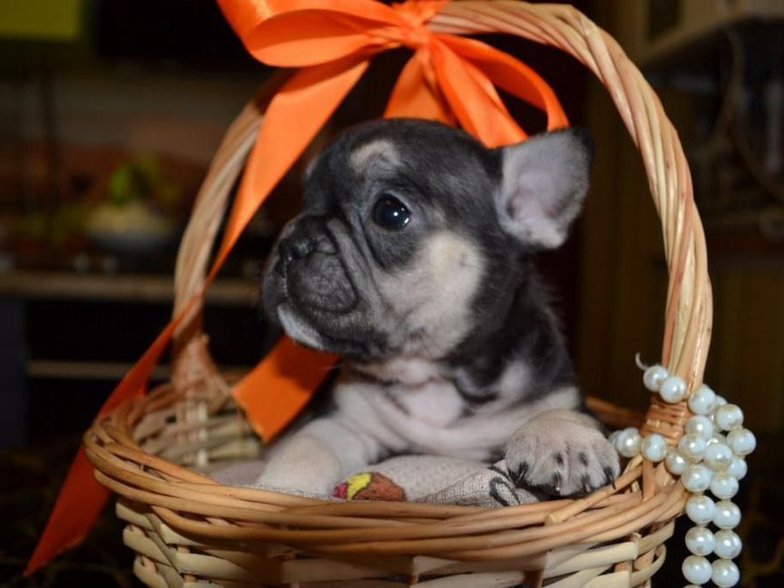 Французский бульдог