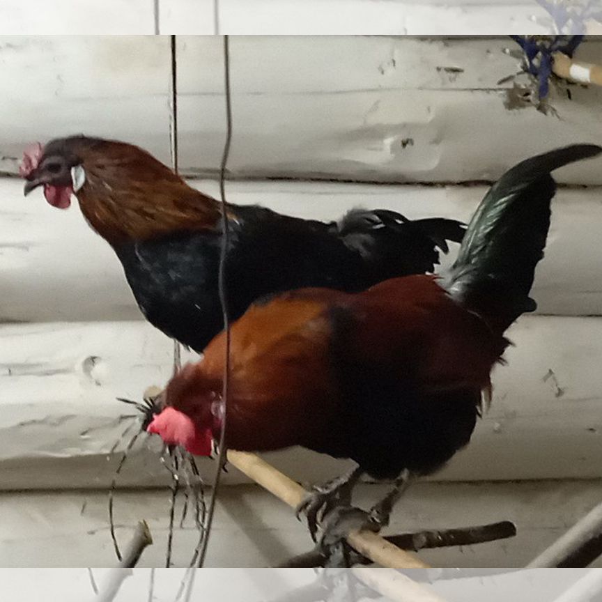 Петухи породы Бентамка