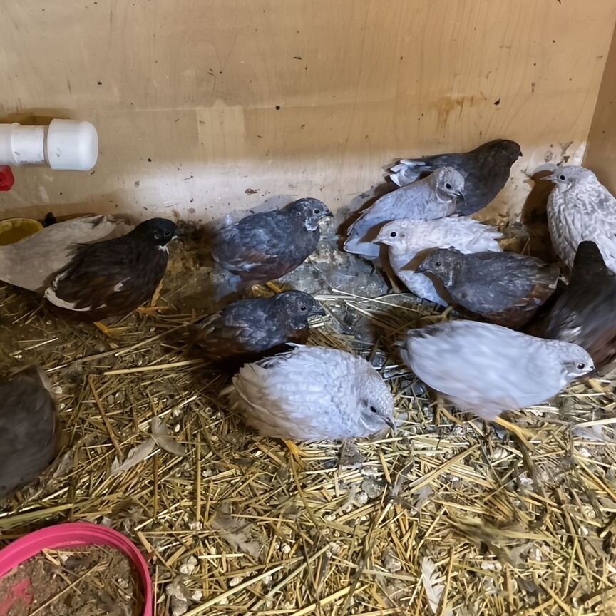 Китайский расписной перепел