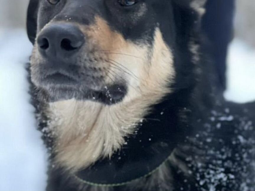 Преданный друг и охранник в добрые руки
