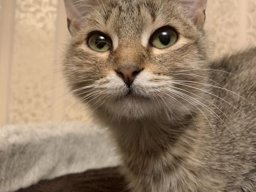 Котенок Туся 5 мес