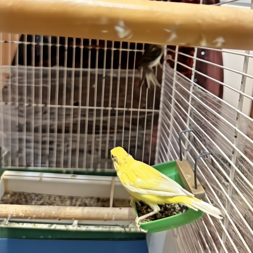 Канарейка самка