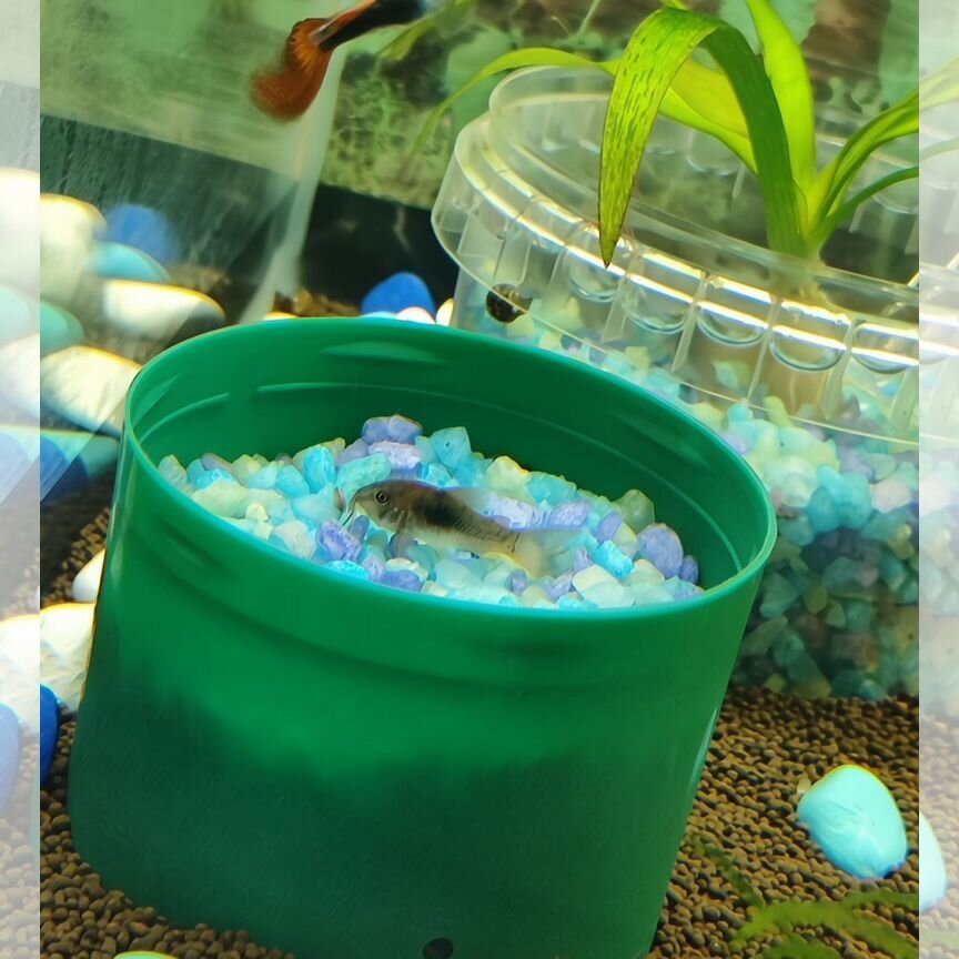 Сомики коридорасы 2 месяца - 60 р