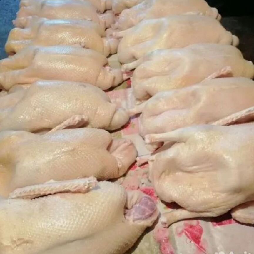 Гусь домашняя мясо