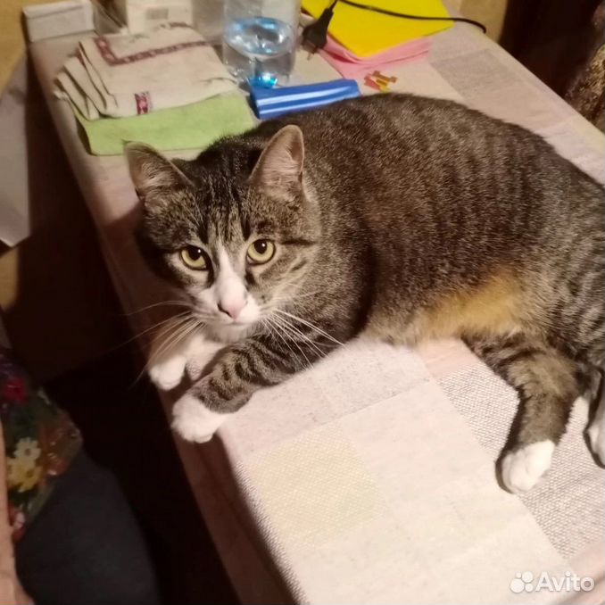 Котик-сирота Плюшевый Ласкуша в дар в добрые руки