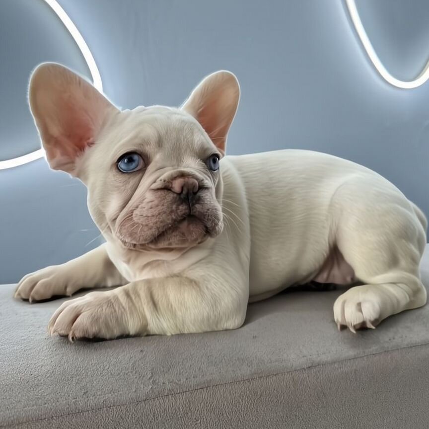 Французский бульдог, щенок