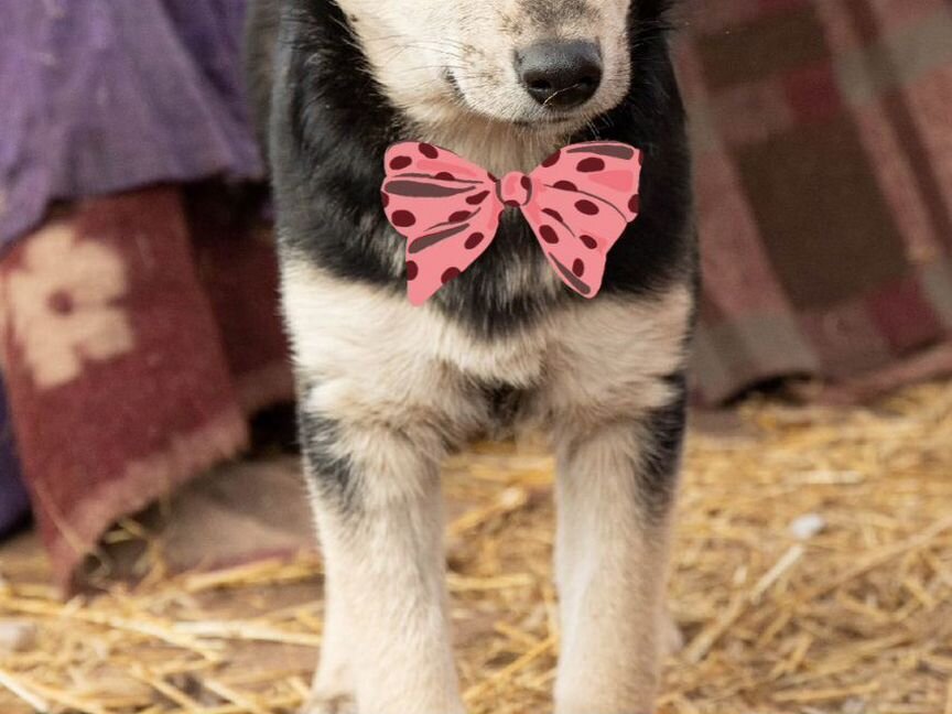 Восточноевропейская овчарка