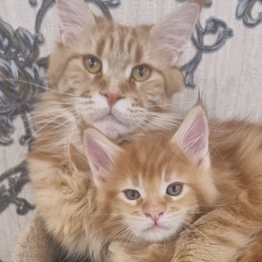 Золотые комочки счастья"