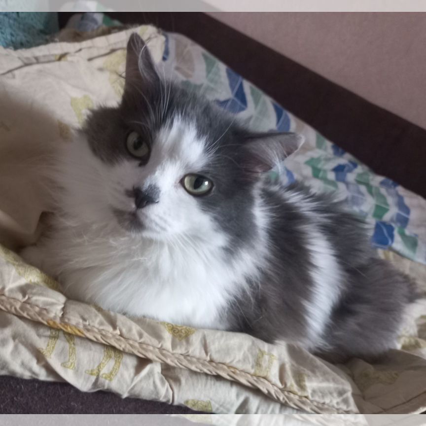 Котику нужен дом