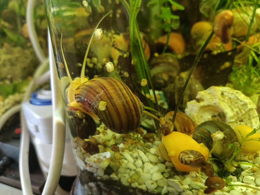 Улитка ампулярия