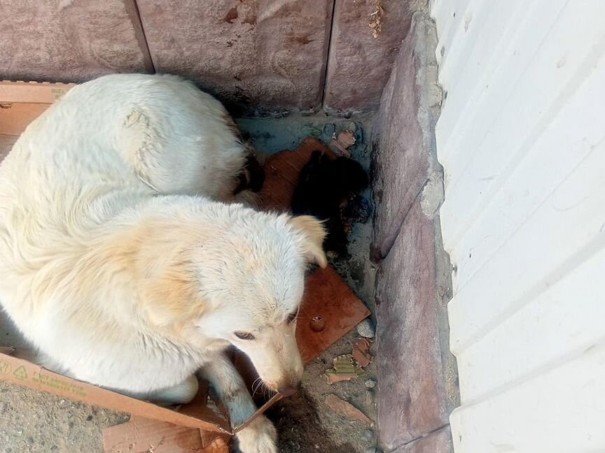 Собака в добрые руки