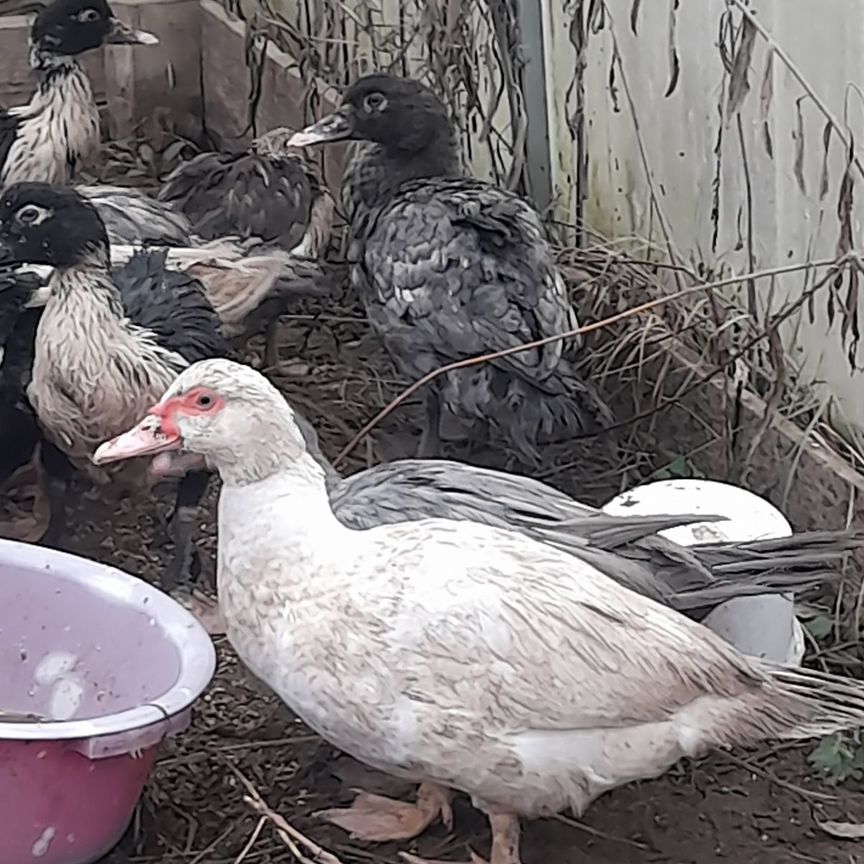 Утки на мясо